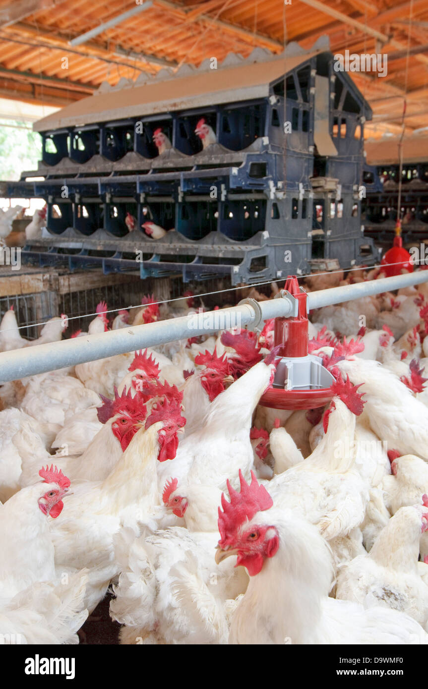 Poultry breeding farm. Hens and Roosters in a coop. Photographed in ...