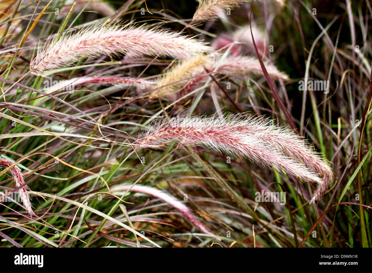 Spike leaf hi-res stock photography and images - Alamy
