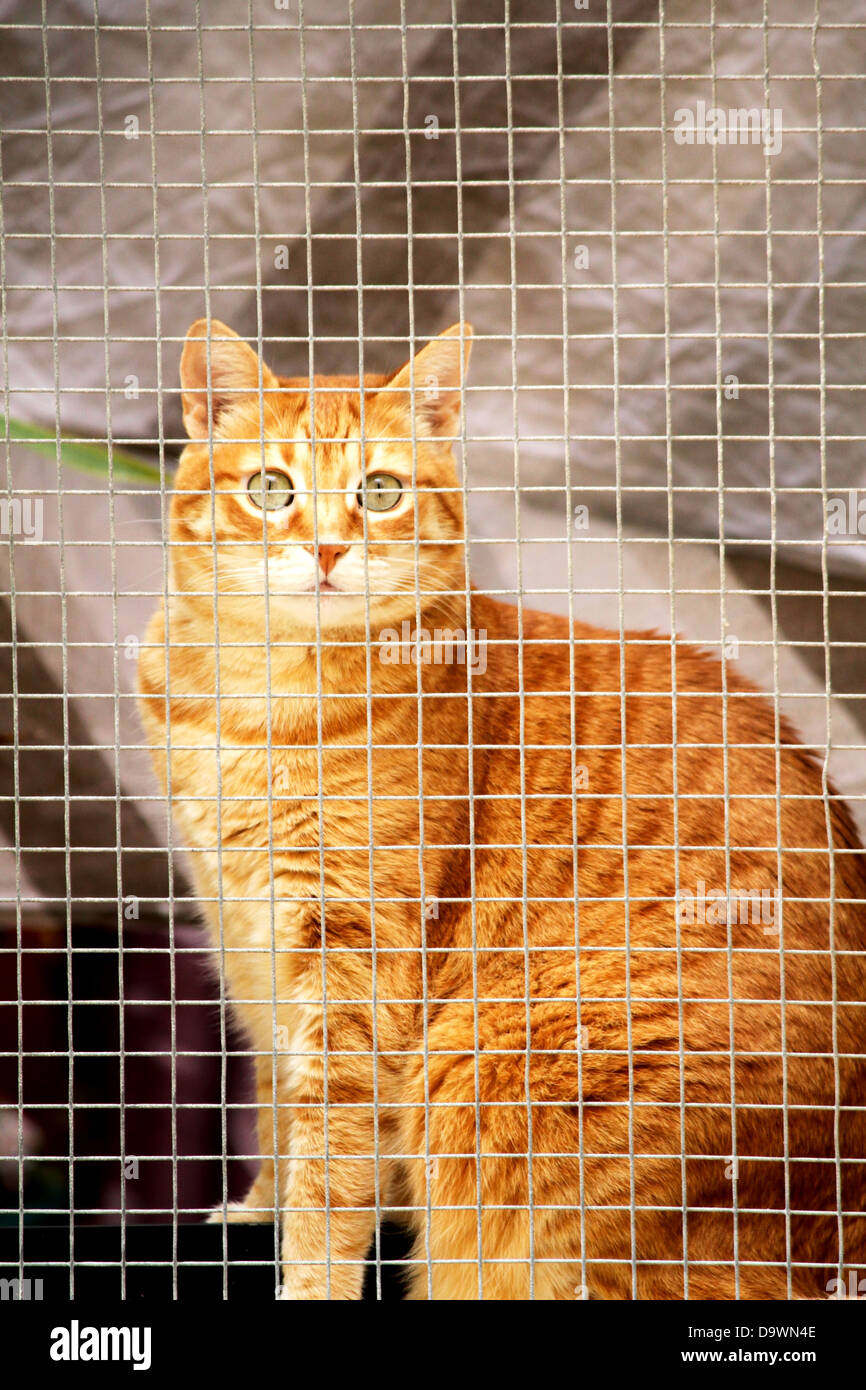 Cat sitting in a window Stock Photo - Alamy