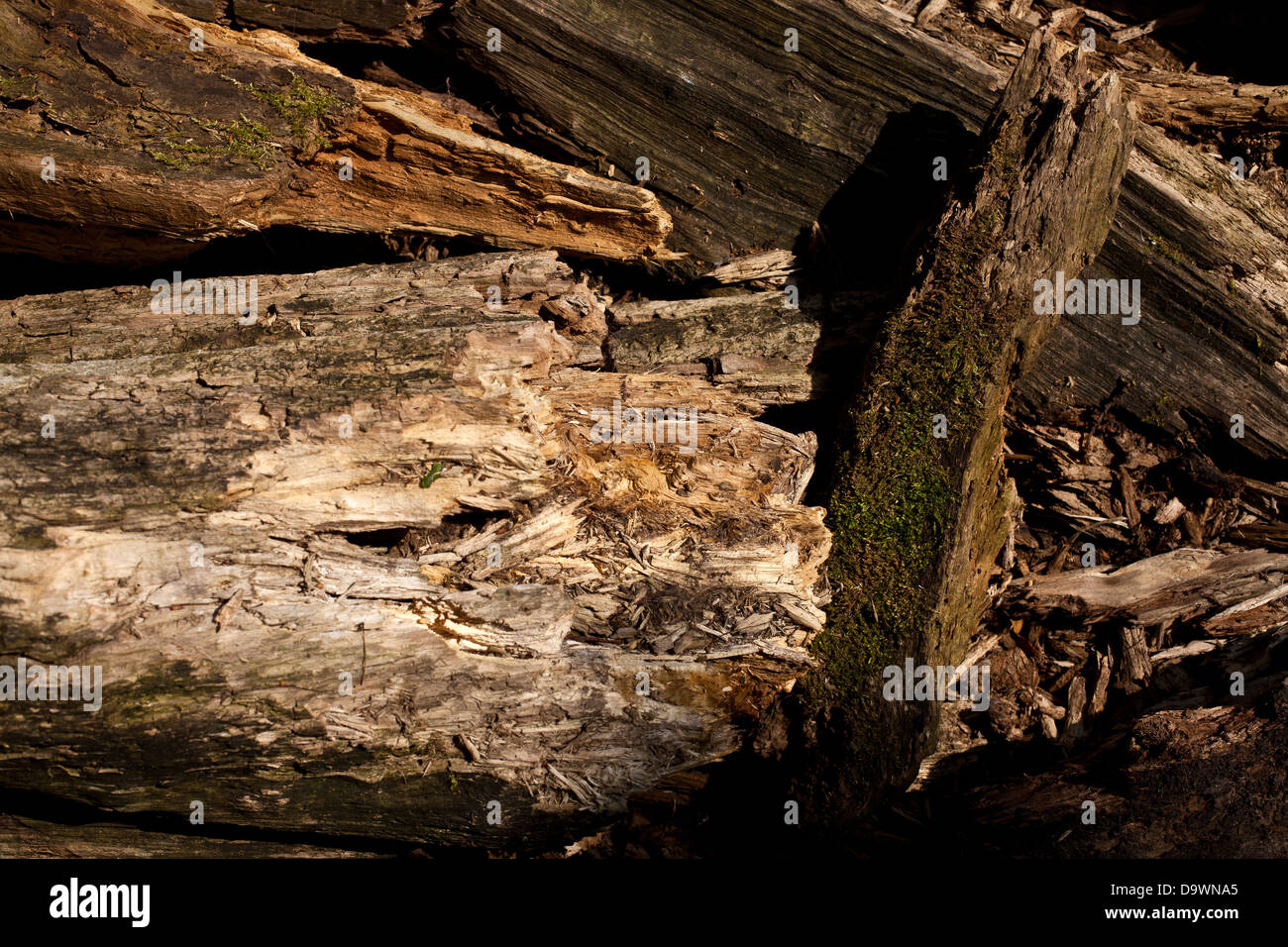 Rotten and fallen tree hi-res stock photography and images - Alamy