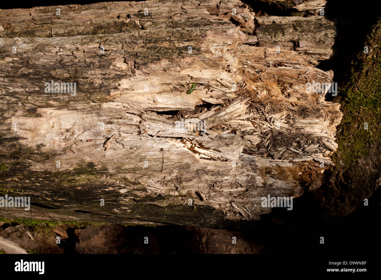Rotten fallen tree trunk Stock Photo - Alamy