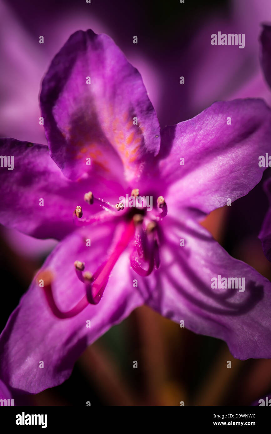 Rhododendron calophytum flower (close up Stock Photo - Alamy