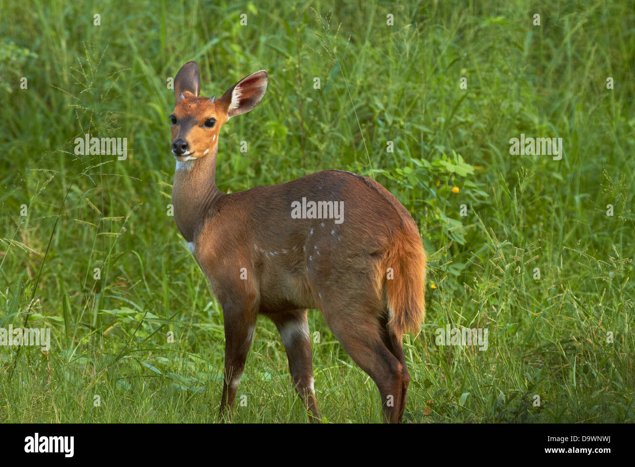 Bushbuck (Tragelaphus sylvaticus), Kruger National Park, South Africa ...