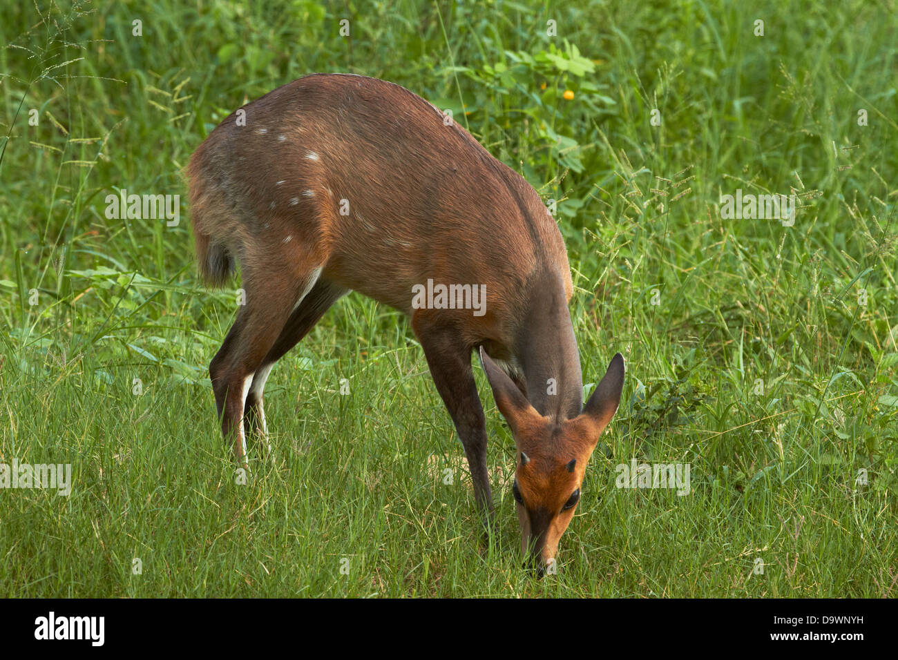 Bushbuck tragelaphus sylvaticus hi-res stock photography and images - Alamy