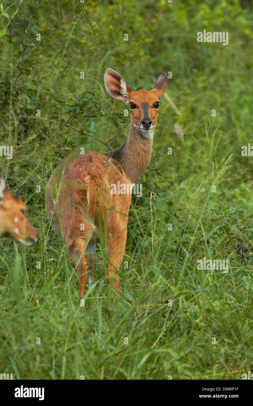 Tragelaphus sylvaticus hi-res stock photography and images - Alamy