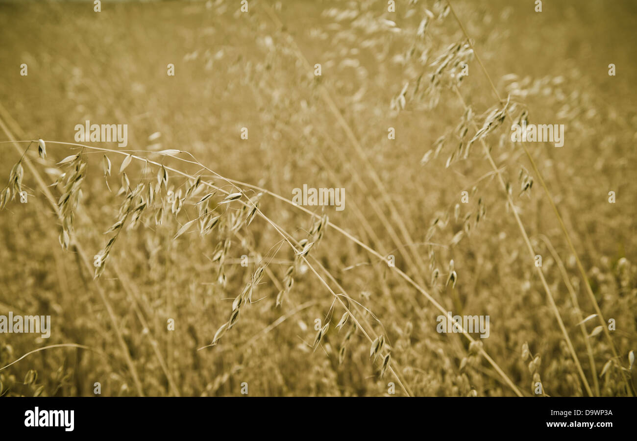 Field of Gold Stock Photo - Alamy
