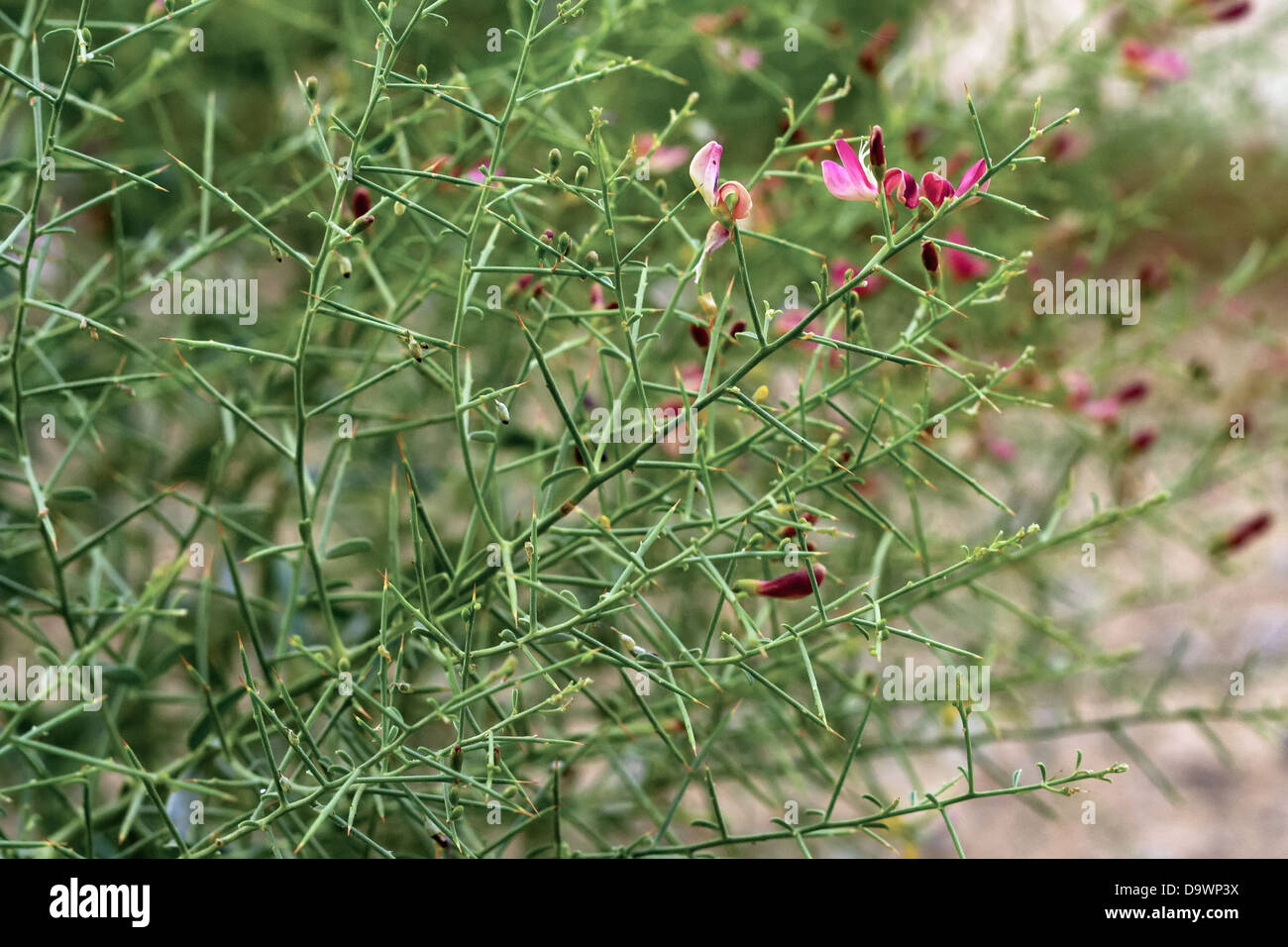 camel thorn, Alhagi, acute, botanical, bur, bush, flora, green, macro ...