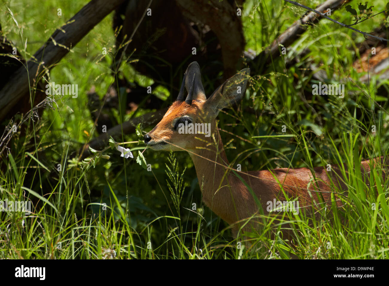 Steenbok (Raphicerus campestris), Kruger National Park, South Africa ...