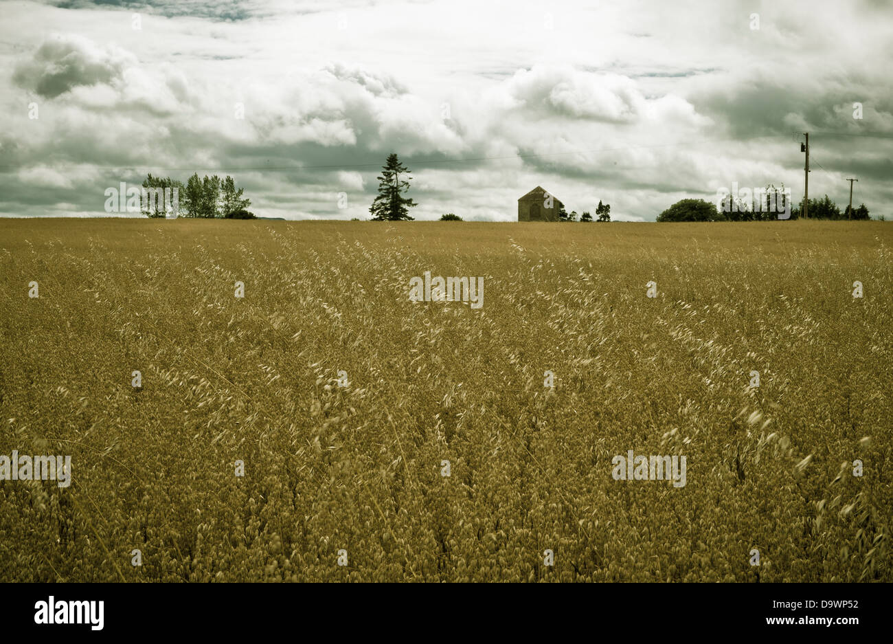 Barley Field in Autumn Light Stock Photo - Alamy