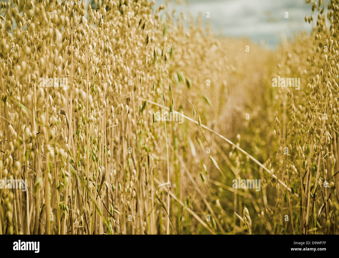 Grain Heads High Resolution Stock Photography and Images - Alamy