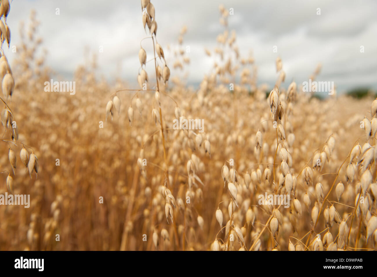 Field of oats hi-res stock photography and images - Alamy