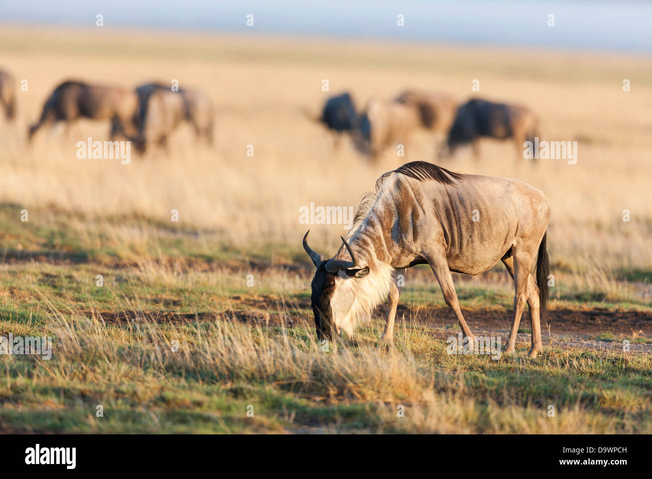 Eastern white bearded wildebeest hi-res stock photography and images ...