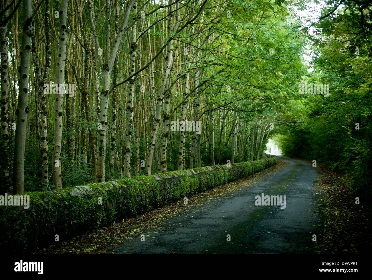 Quiet path in Autumn light Stock Photo - Alamy