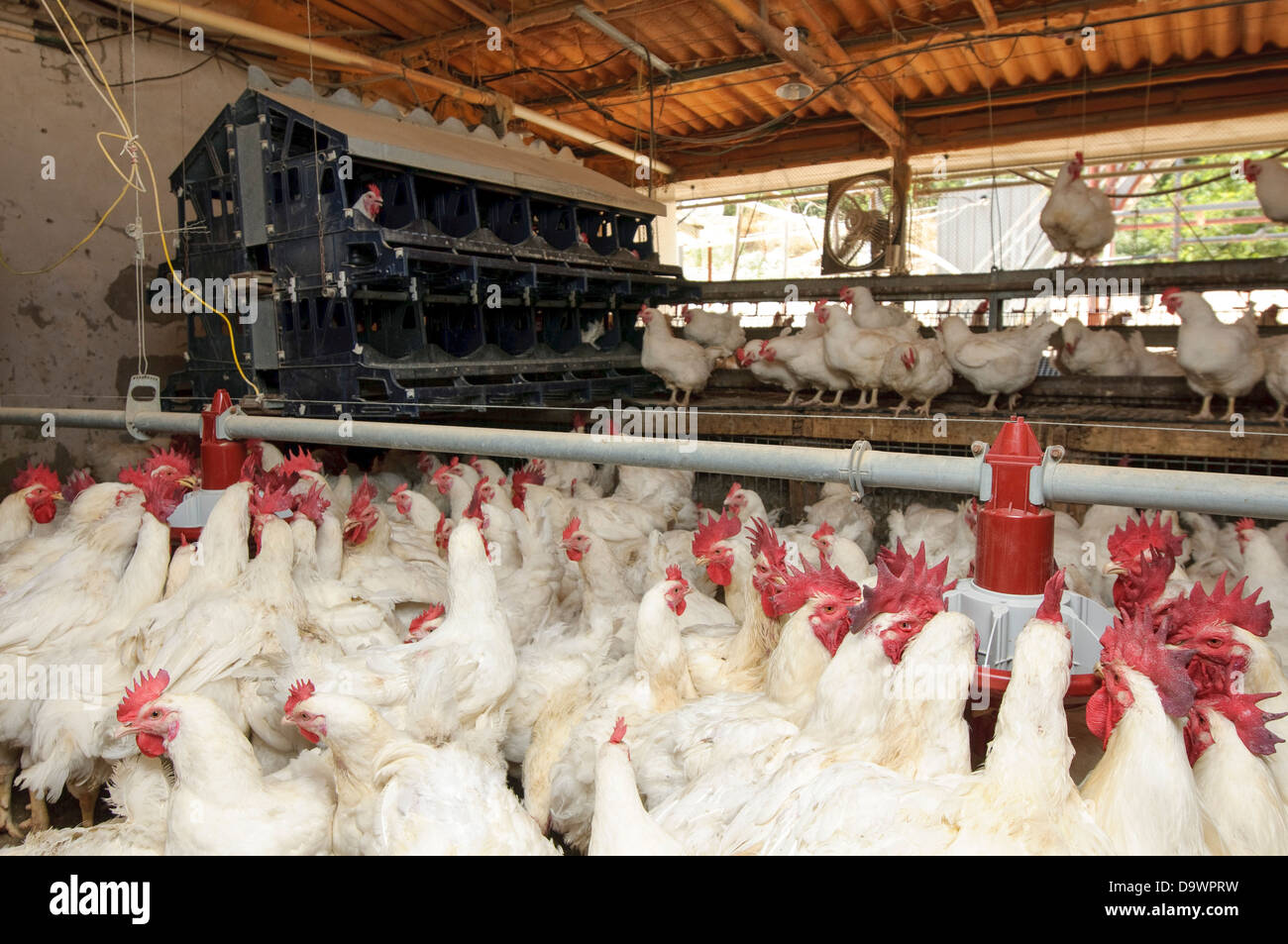 Poultry breeding farm. Hens and Roosters in a coop. Photographed in ...