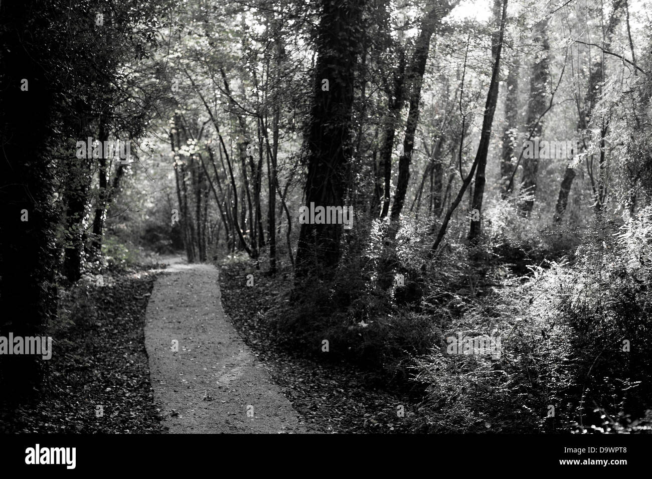 Forest path in Spring Stock Photo - Alamy