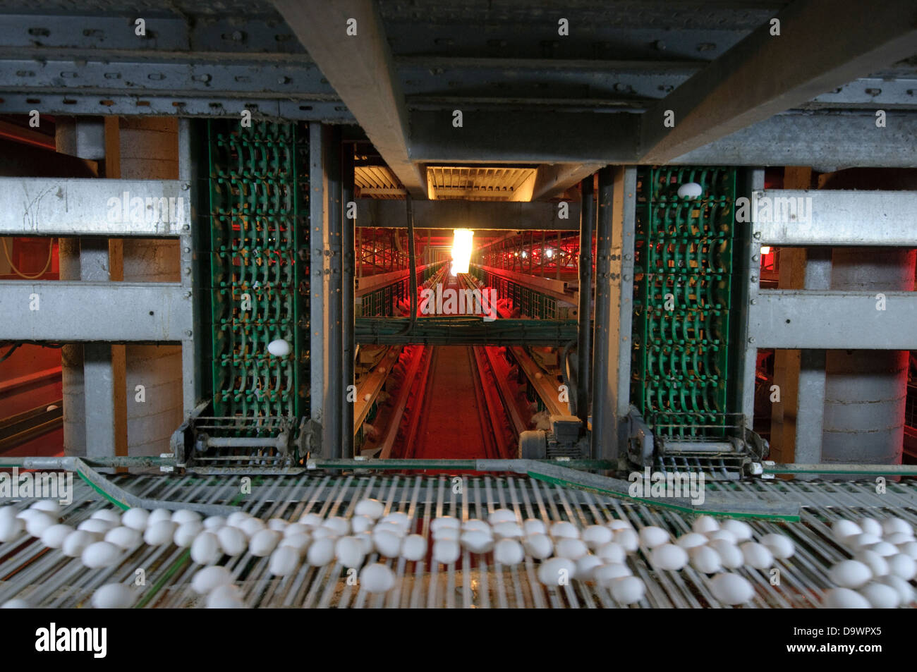 Battery Farming conveyor belt collects the eggs Stock Photo - Alamy
