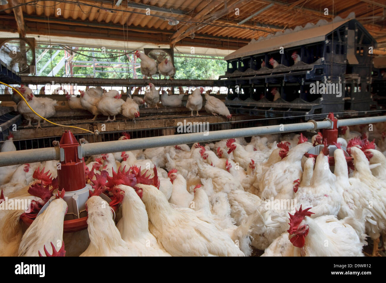 Poultry breeding farm. Hens and Roosters in a coop. Photographed in ...