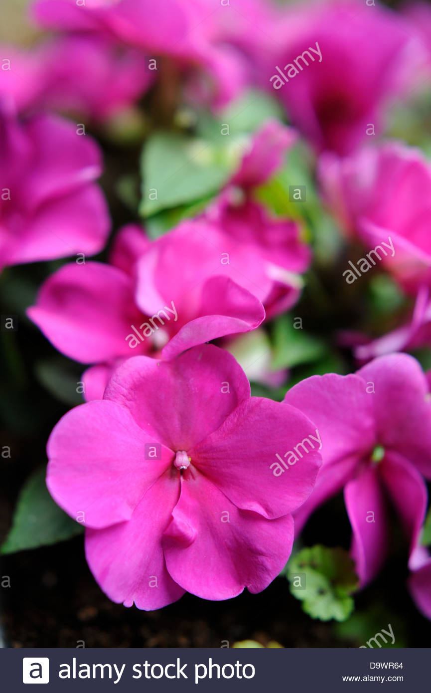 Busy Lizzy Stock Photos & Busy Lizzy Stock Images - Alamy