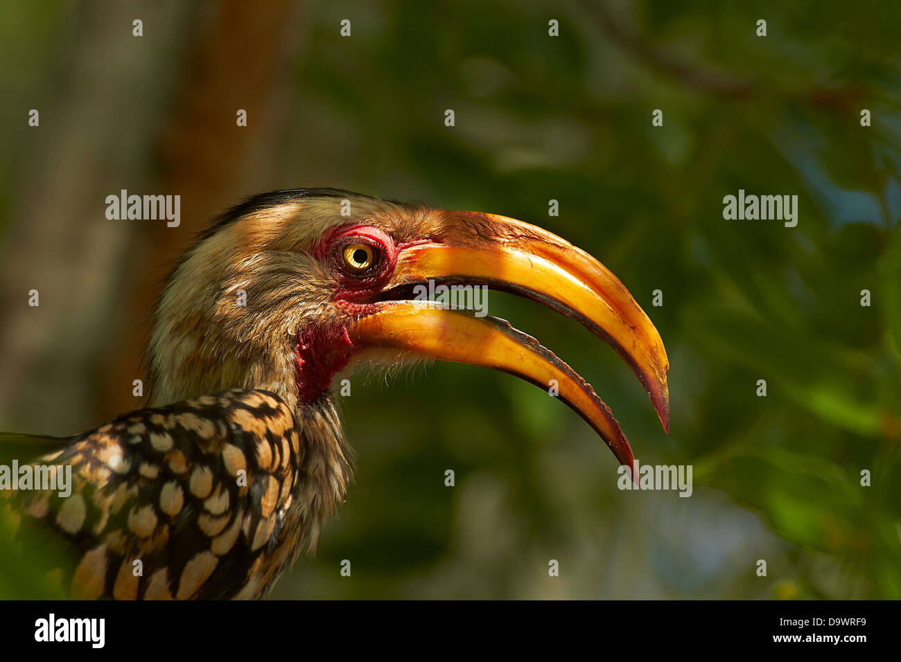 South africa yellow bird hi-res stock photography and images - Alamy