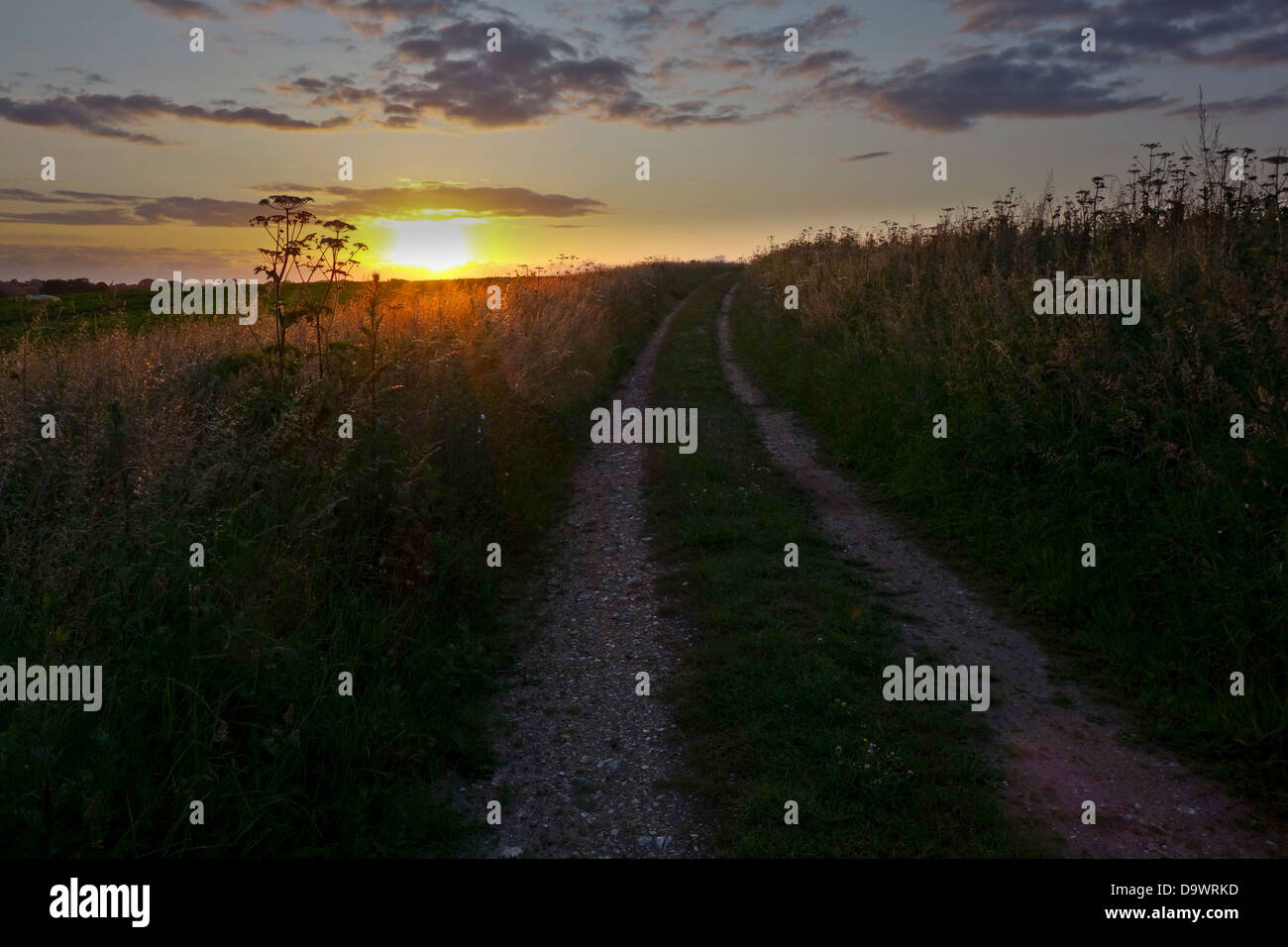 Sunrise dawn farm track Norfolk countryside Stock Photo - Alamy
