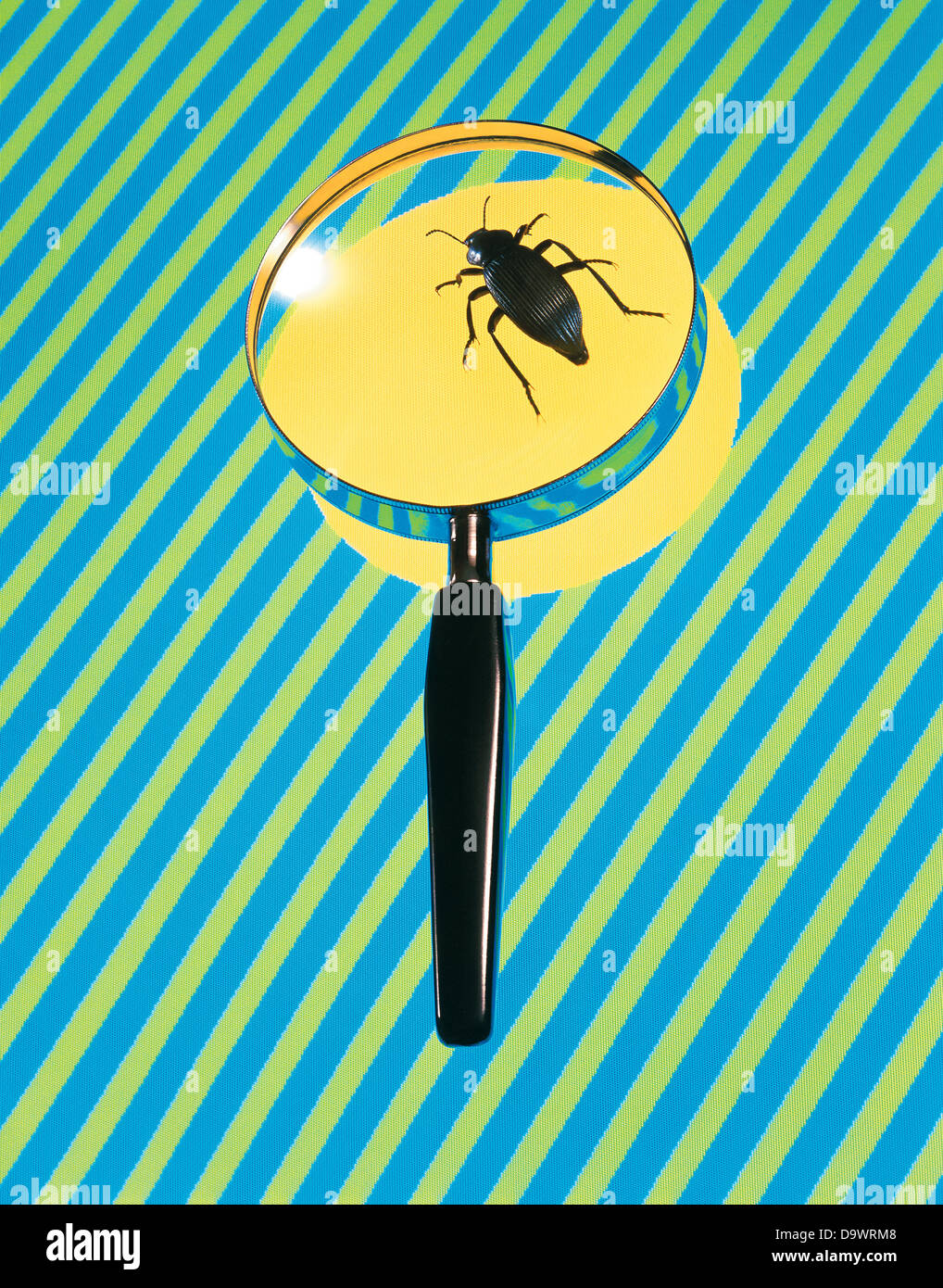 Magnifying Glass Insect High Resolution Stock Photography and Images ...