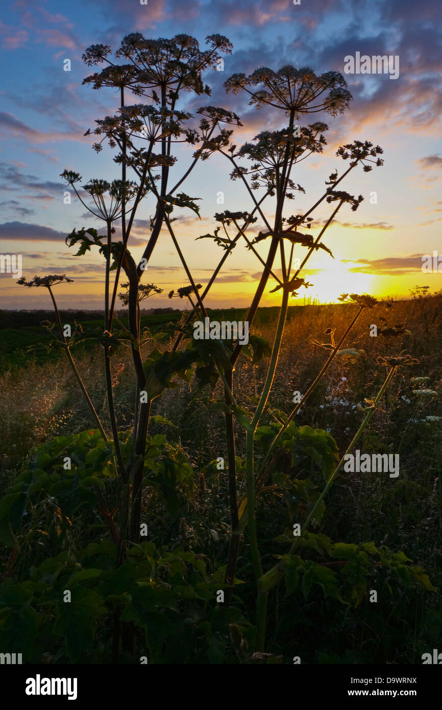 Dawn sunrise country field Stock Photo - Alamy