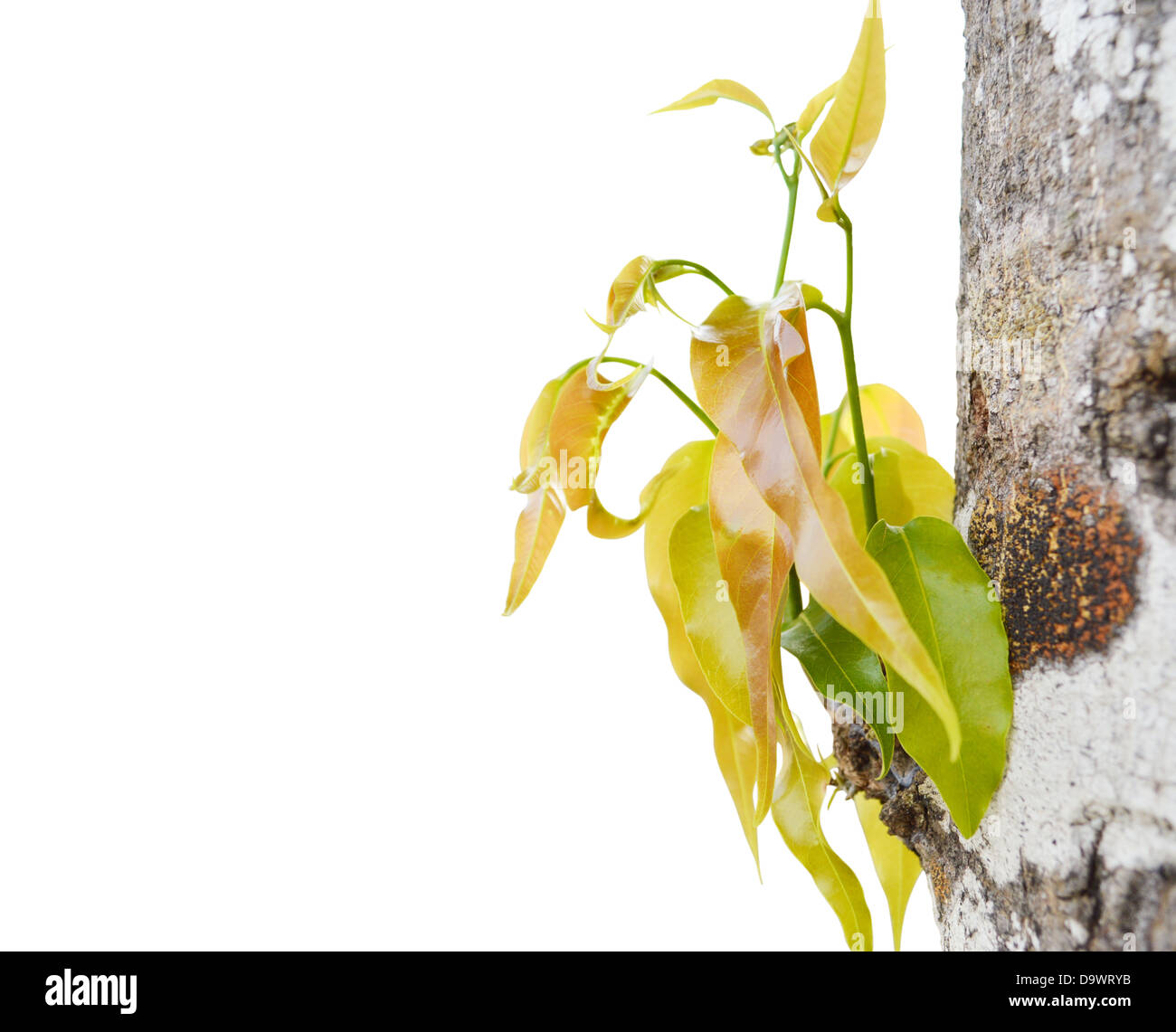 Sprout plant on white background Stock Photo - Alamy