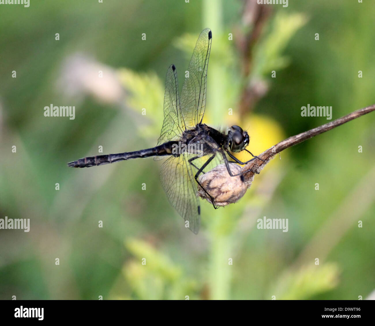Close-up of a male Black Meadowhawk or Black Darter dragonfly ...