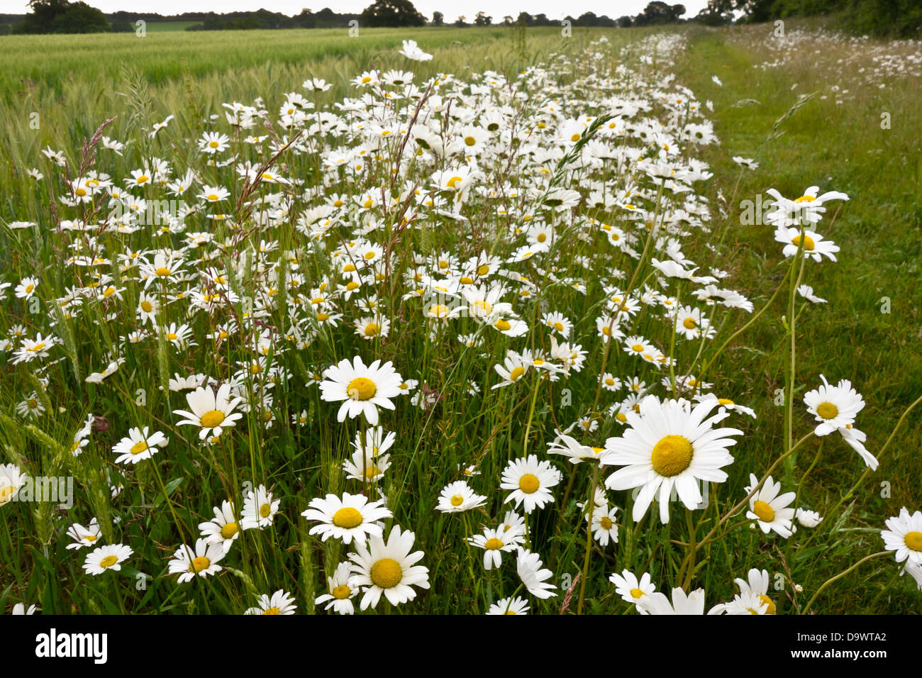 field margin with wild flowers Stock Photo - Alamy