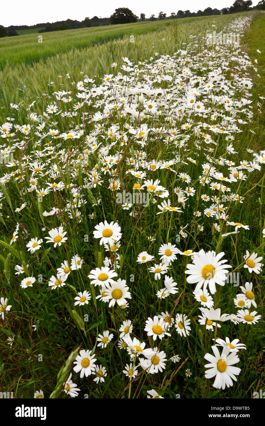 field margin with wild flowers Stock Photo - Alamy