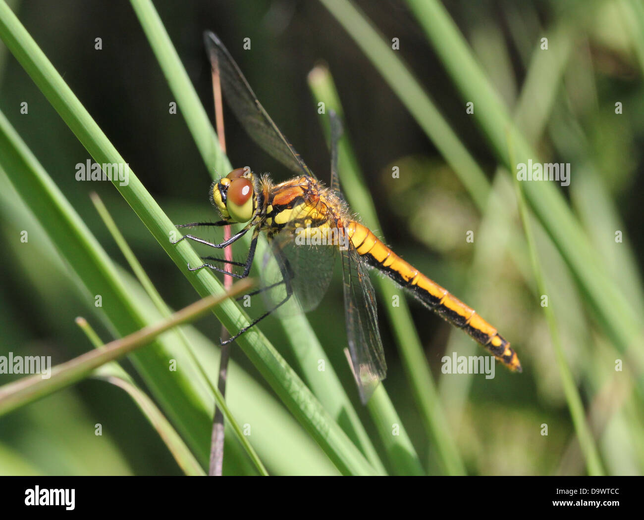 Blackish pterostigma hi-res stock photography and images - Alamy