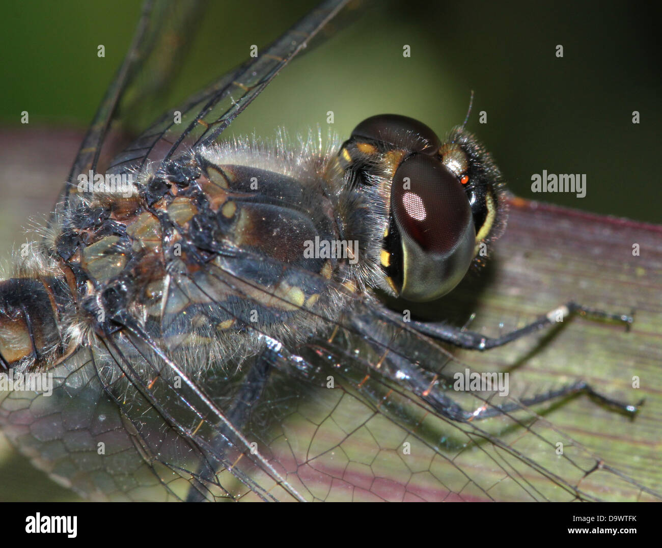 Close-up of a male Black Meadowhawk or Black Darter dragonfly ...