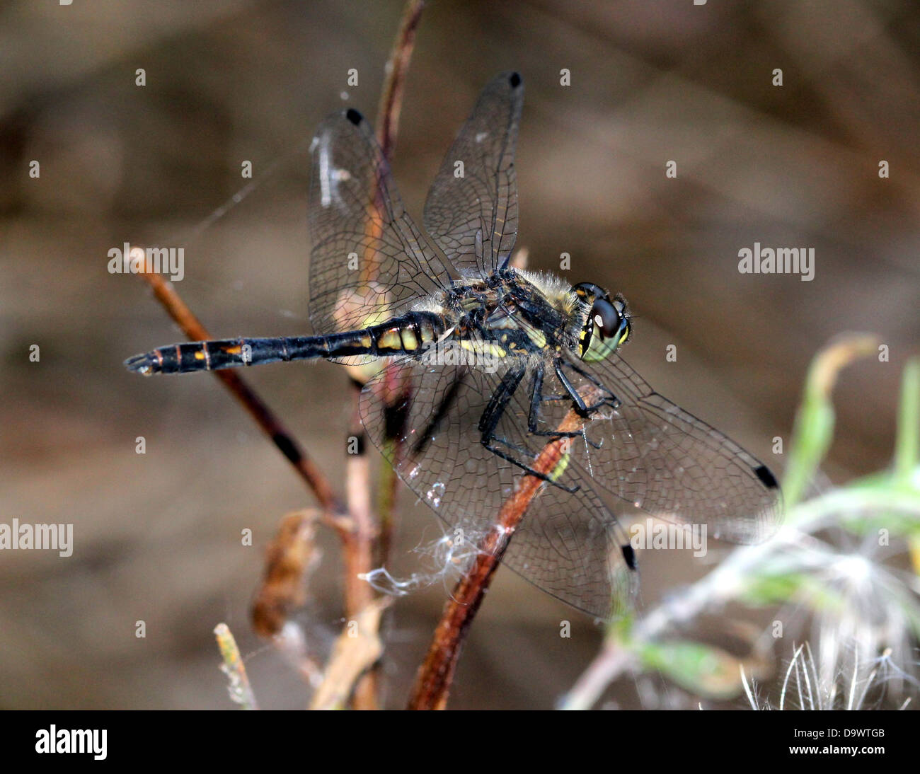 Close-up of a male Black Meadowhawk or Black Darter dragonfly ...