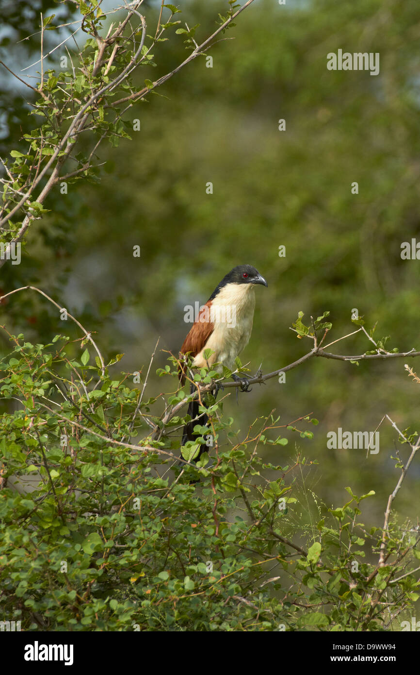 Superciliosus burchelli hi-res stock photography and images - Alamy