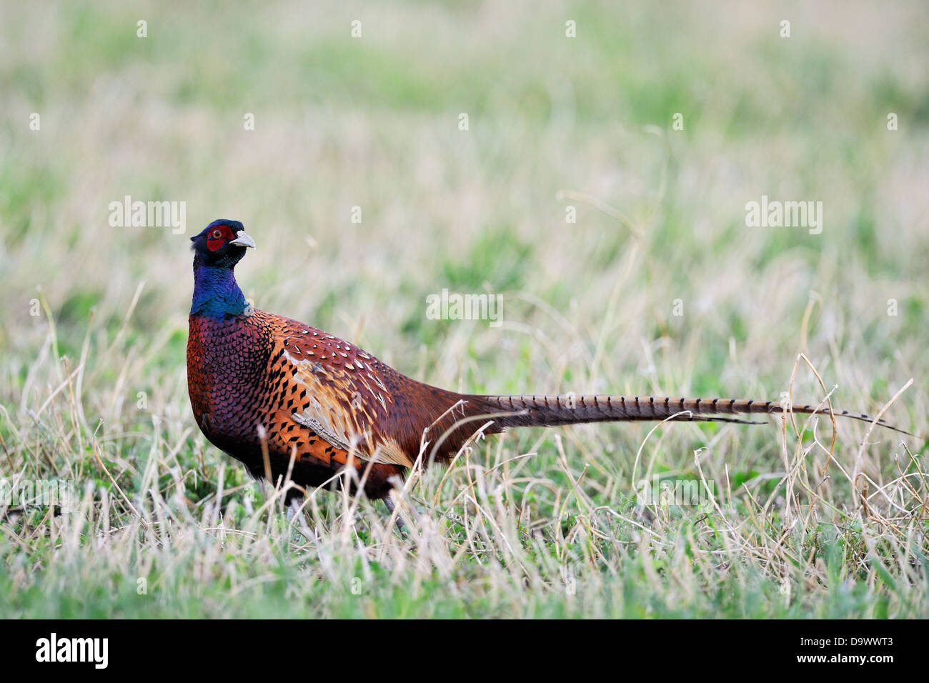 Pheasant grass hi-res stock photography and images - Alamy