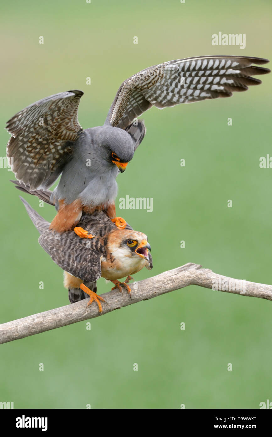 Red-footed falcon (Falco vespertinus) pair mating on branch Stock Photo ...
