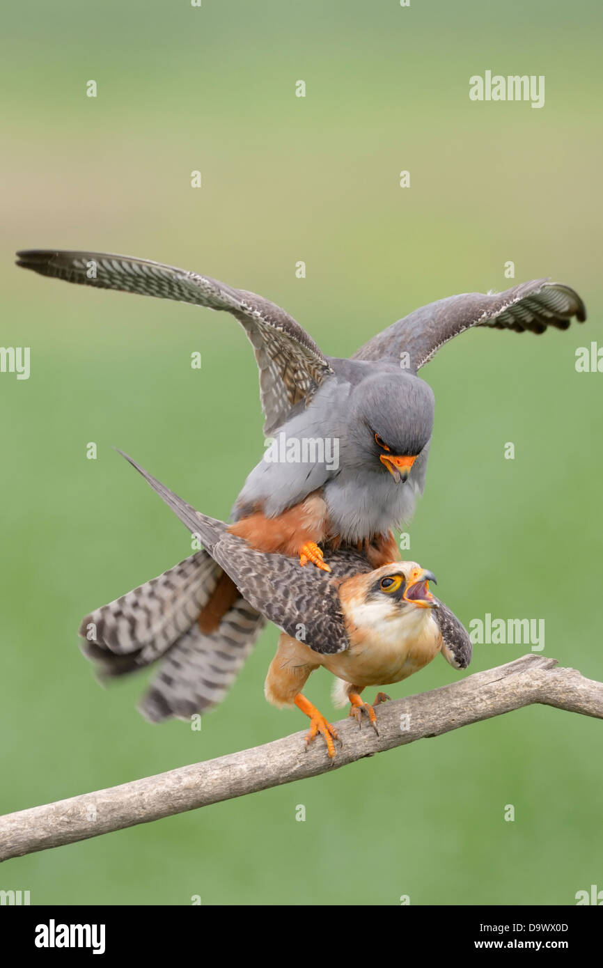 Red-footed falcon (Falco vespertinus) pair mating on branch Stock Photo ...