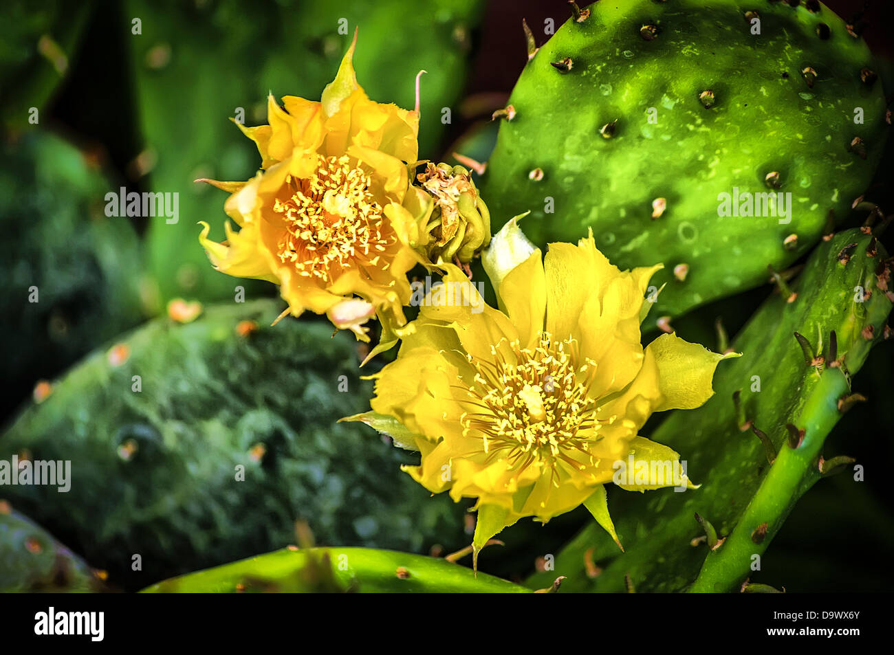 Cactus nopal flowers hi-res stock photography and images - Alamy