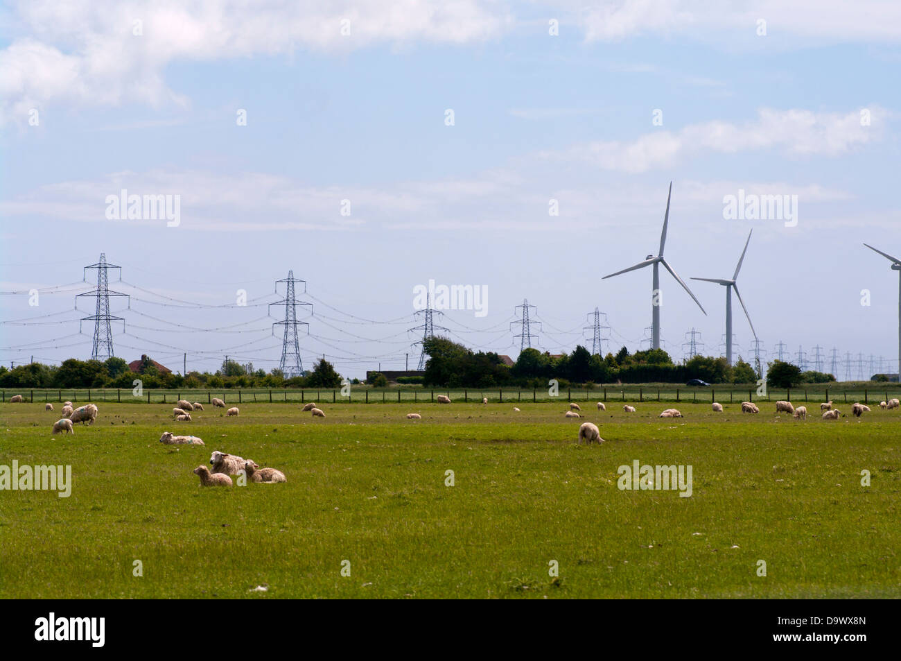 Romney Marsh Sheep High Resolution Stock Photography and Images - Alamy