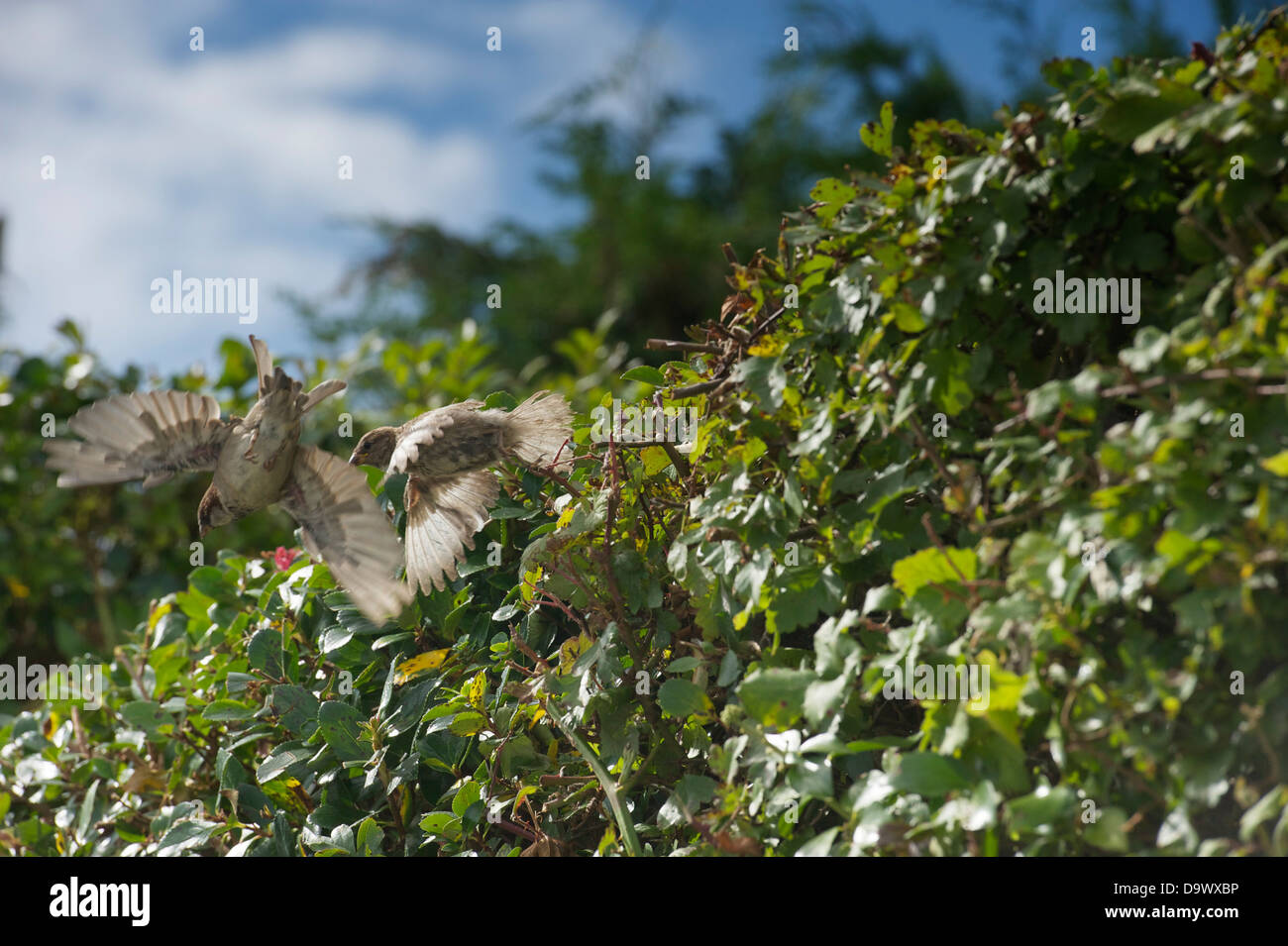 sparrows flying from hedge Stock Photo - Alamy