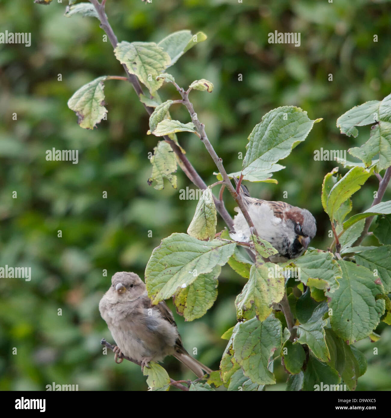 two sparrows in an apple tree Stock Photo - Alamy
