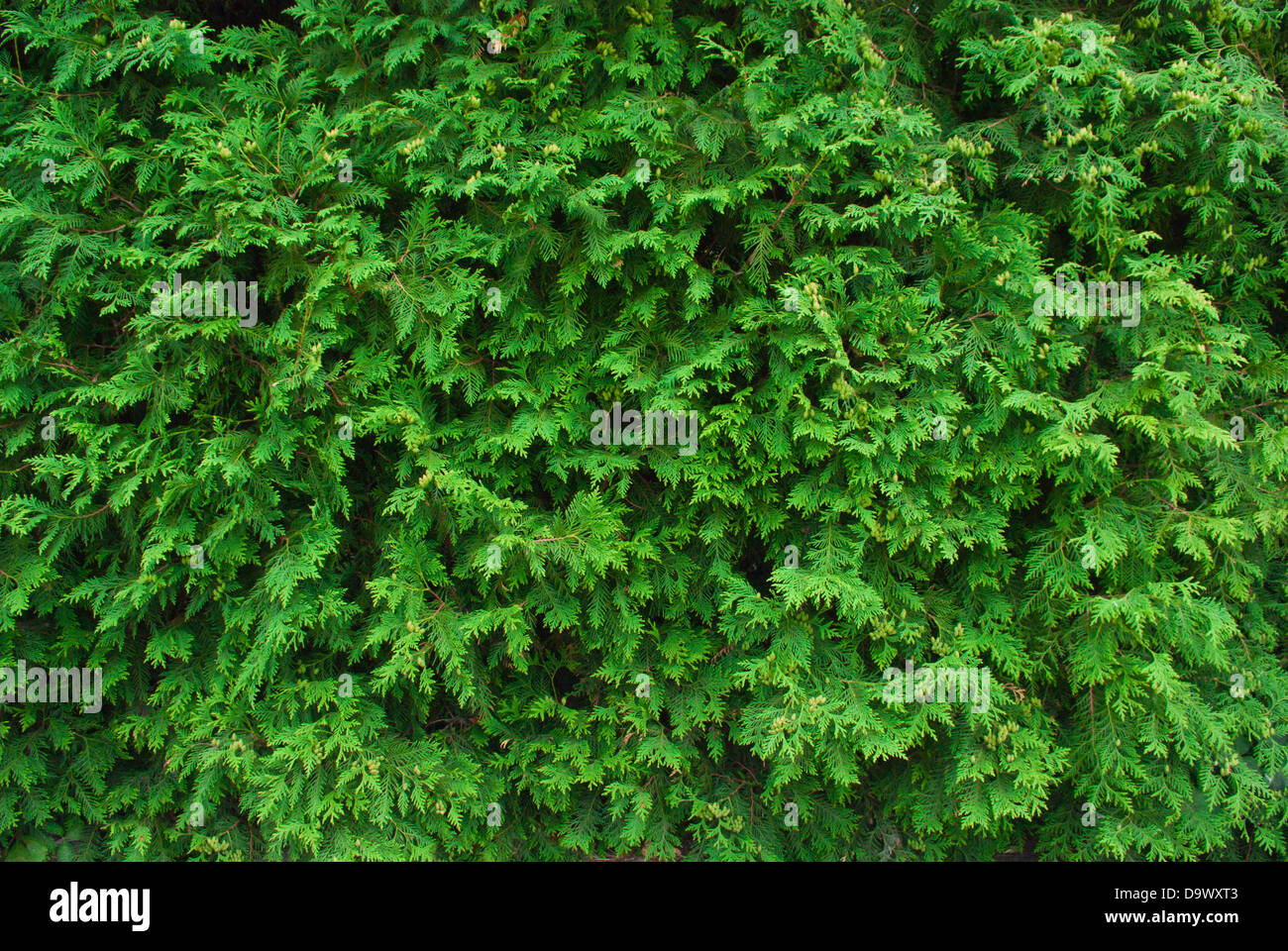 Closeup branch of cypress in the garden Stock Photo - Alamy