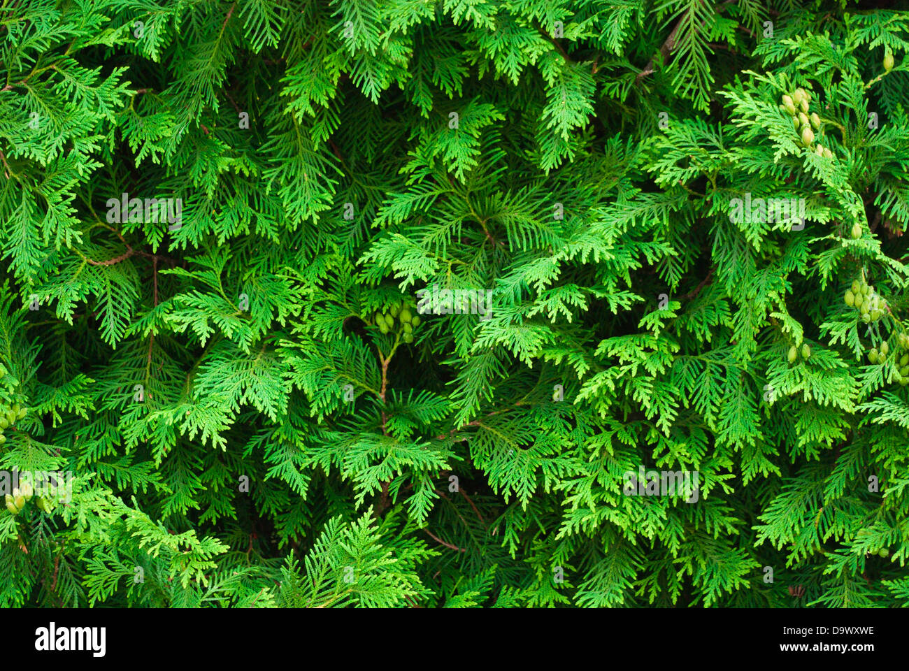 Closeup branch of cypress in the garden Stock Photo - Alamy