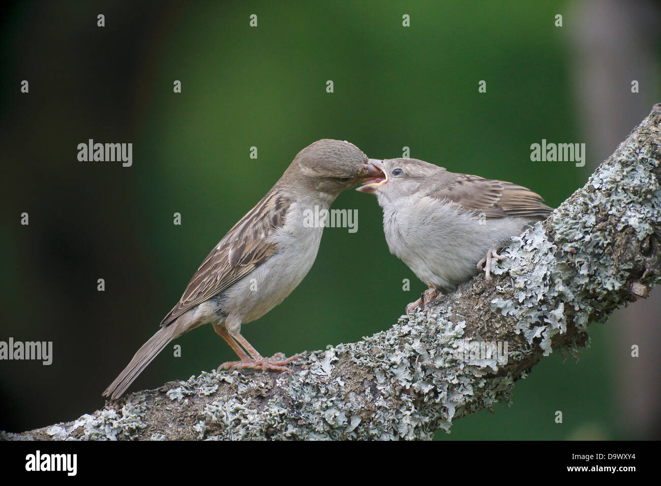 Sparrow breeding hi-res stock photography and images - Alamy