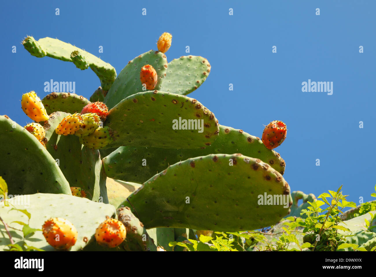Plant of the prickly pear,Calabria,Italy Stock Photo - Alamy