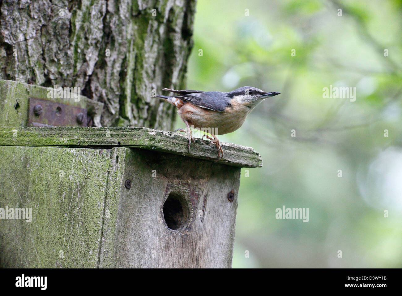 Breeding nuthatch hi-res stock photography and images - Alamy