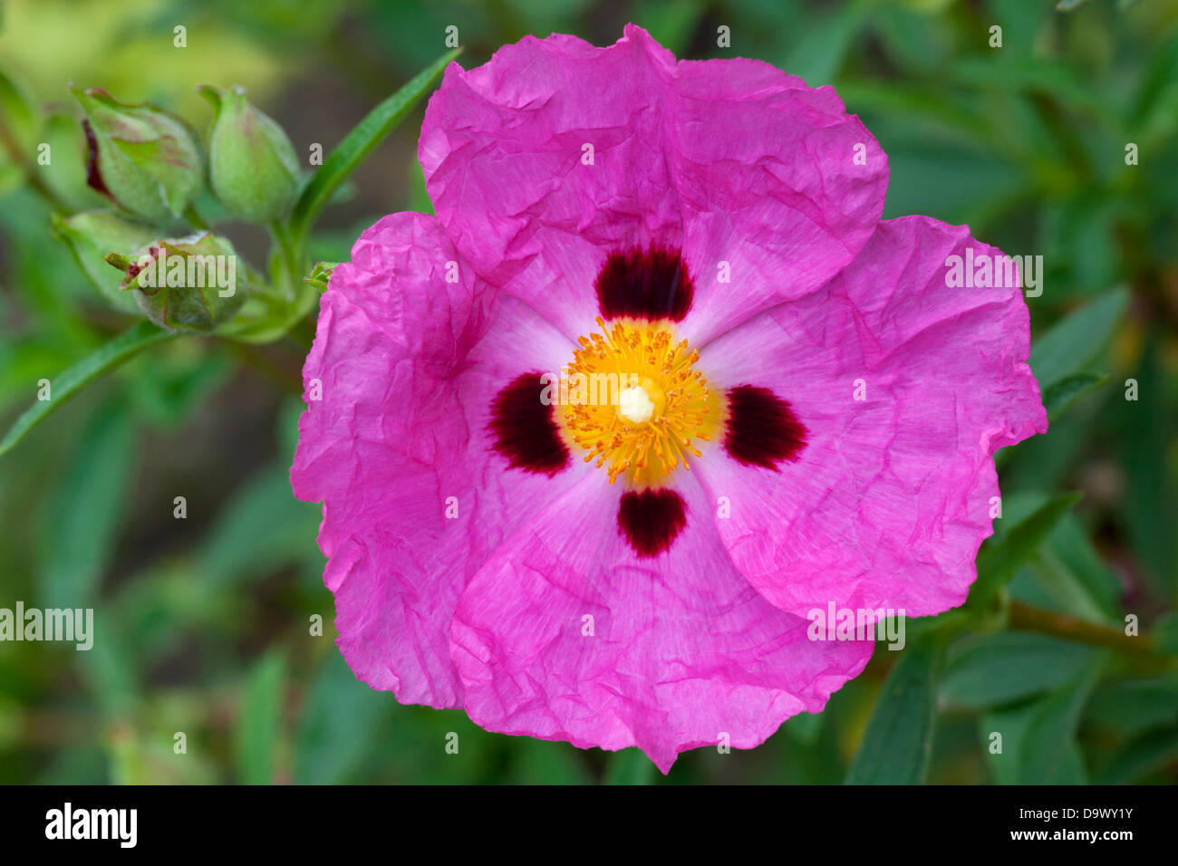 Cistus purpureus Rock Rose Stock Photo - Alamy