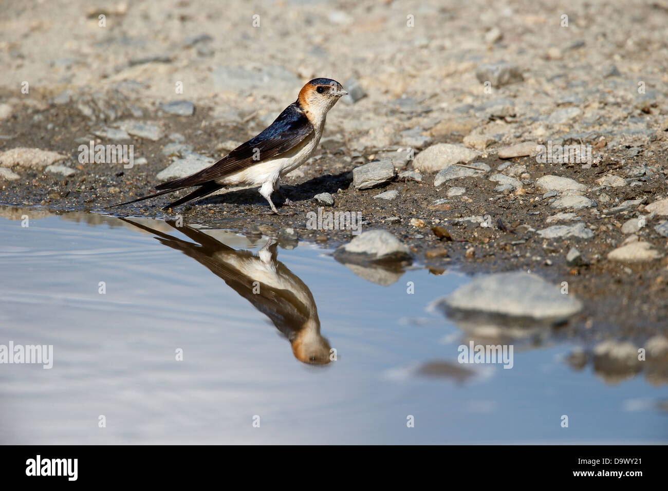 Red-rumped swallow, Hirundo daurica, single bird collecting mud ...
