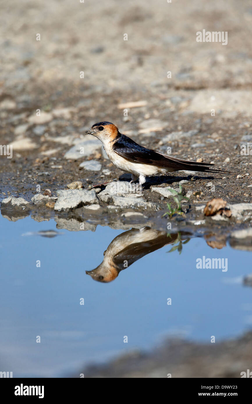 Red-rumped swallow, Hirundo daurica, single bird collecting mud ...
