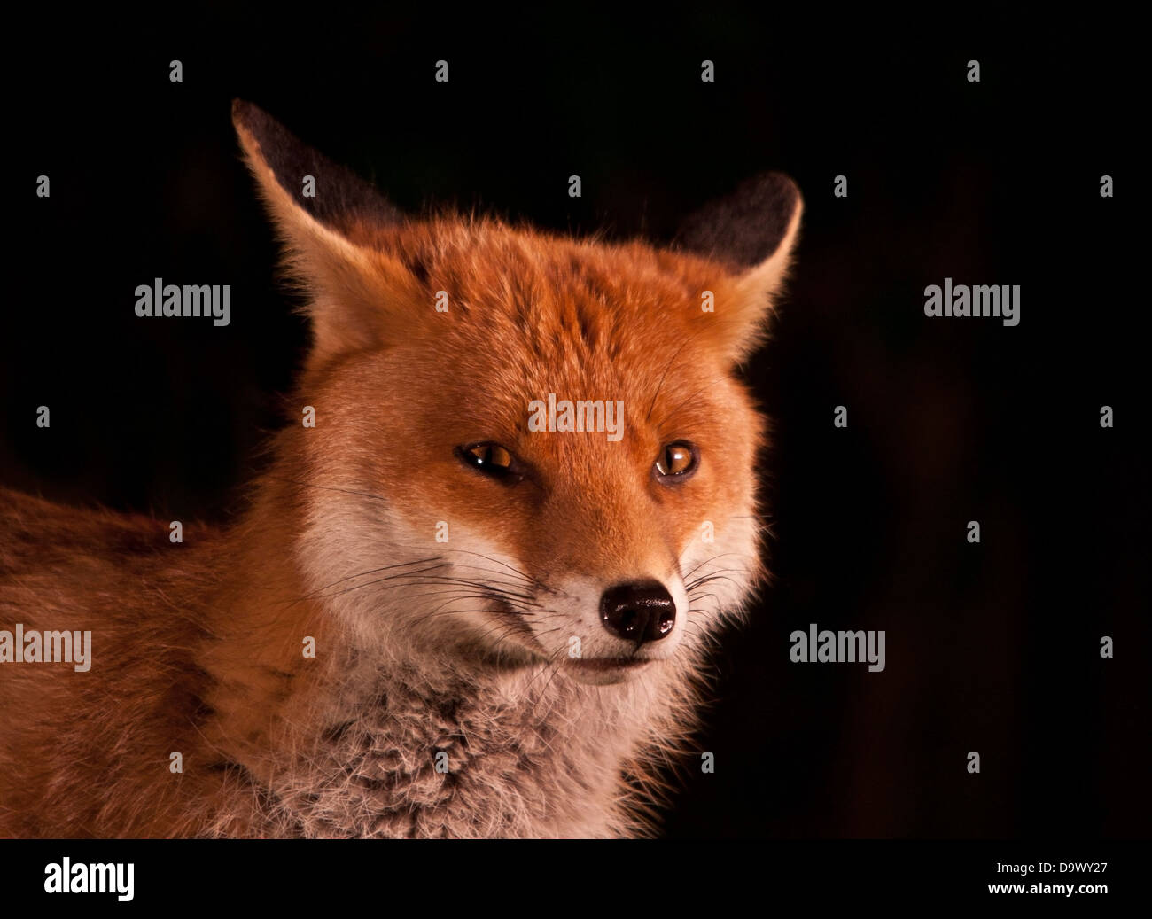 Fox head shot hi-res stock photography and images - Alamy